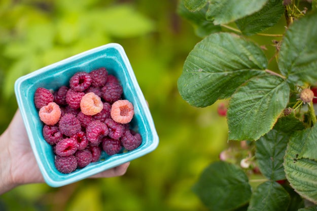 I've Been Growing My Own Food For Years To Save On Grocery Costs. Here ...