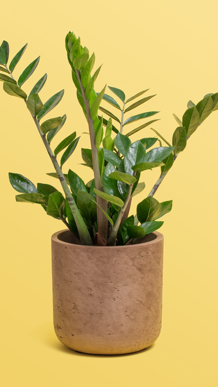 9 reasons why every home should have a ZZ plant indoors or in the balcony