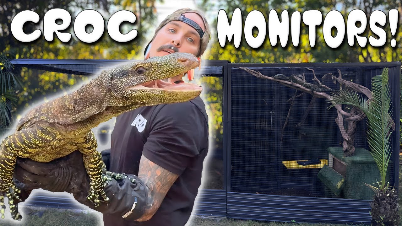 Giant Croc Monitor Joins the Collection