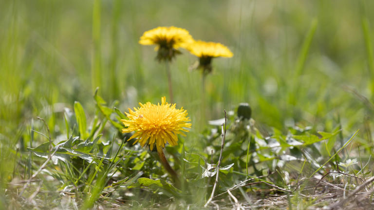 What It Really Means When Dandelions Turn White