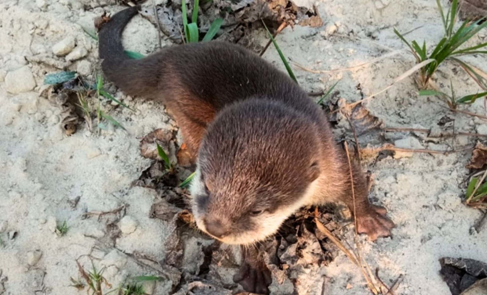 200 Years Later, the World’s “Smallest Otter” Is Spotted in This Land ...