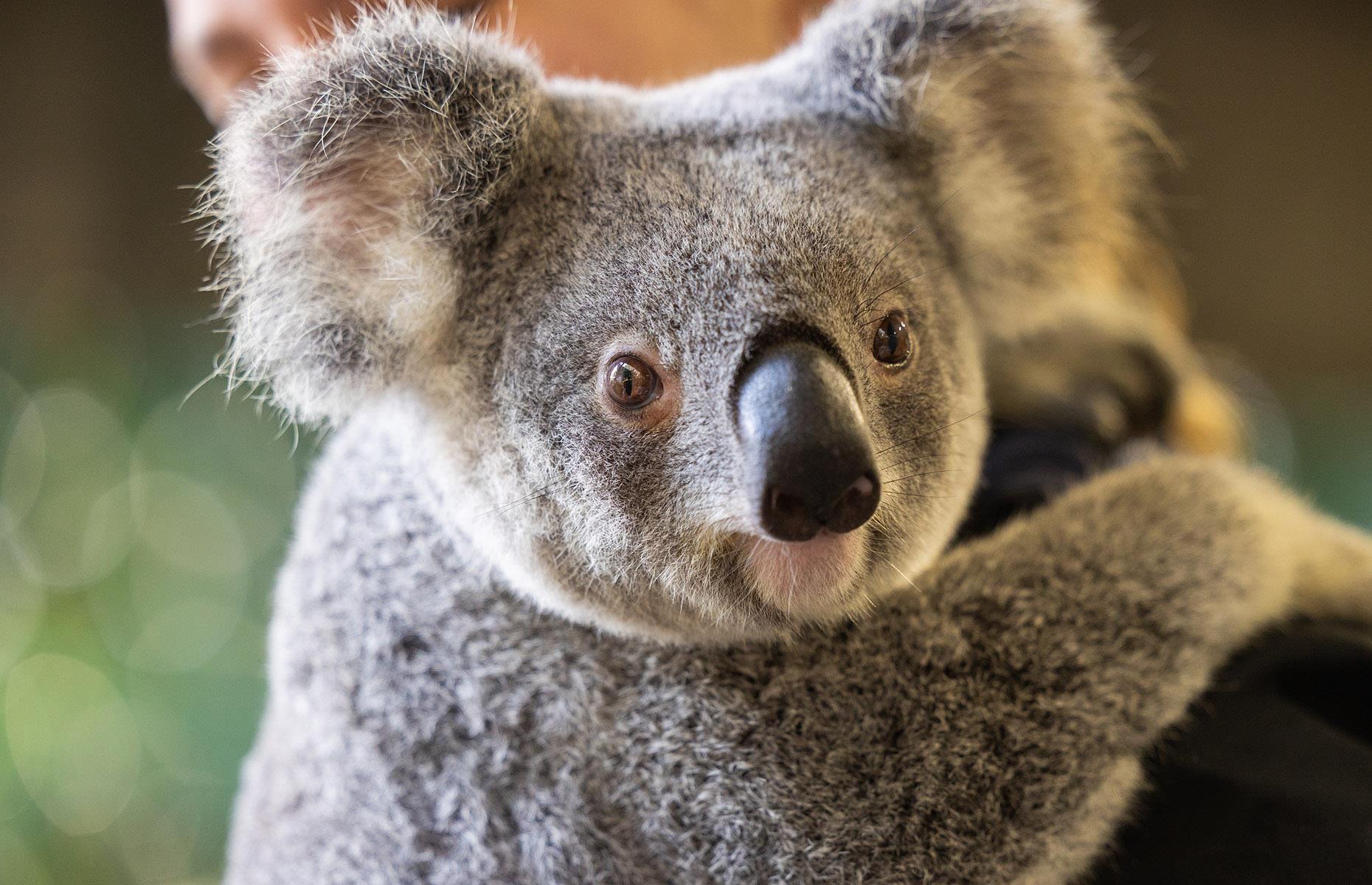32 adorable animals that are surprisingly deadly