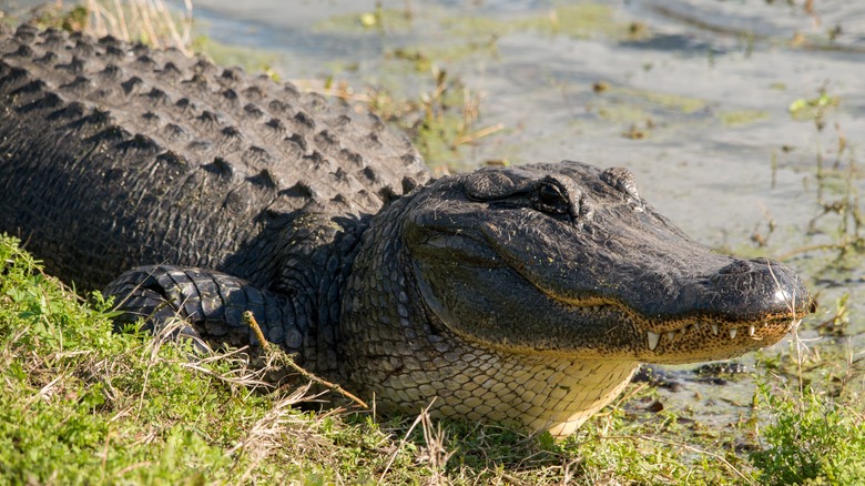 Avoid Swimming At These Alligator And Crocodile-Infested Waters Across ...