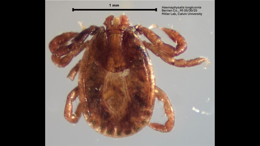 Invasive tick species found in Berrien County