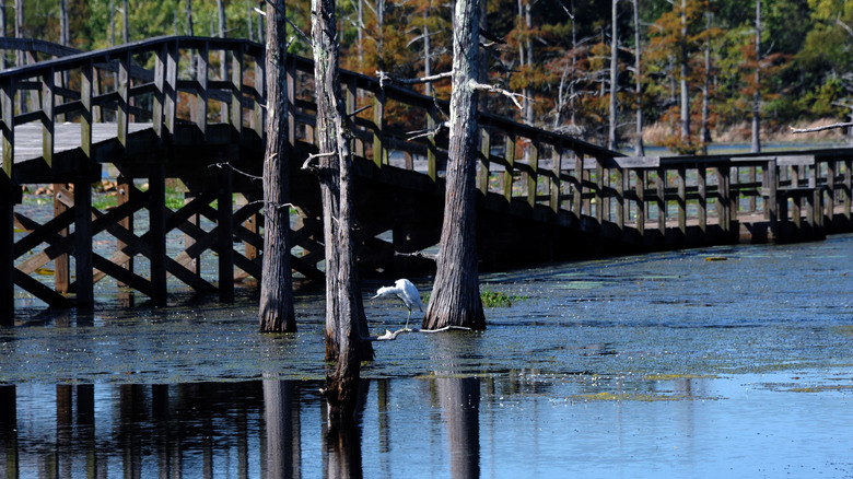 Avoid Swimming At These Alligator And Crocodile-Infested Waters Across ...