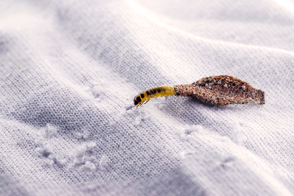 Always check the walls of your house regularly for these insects
