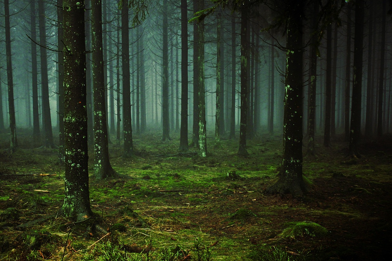 Can Trees Really Talk? The Science Says Yes
