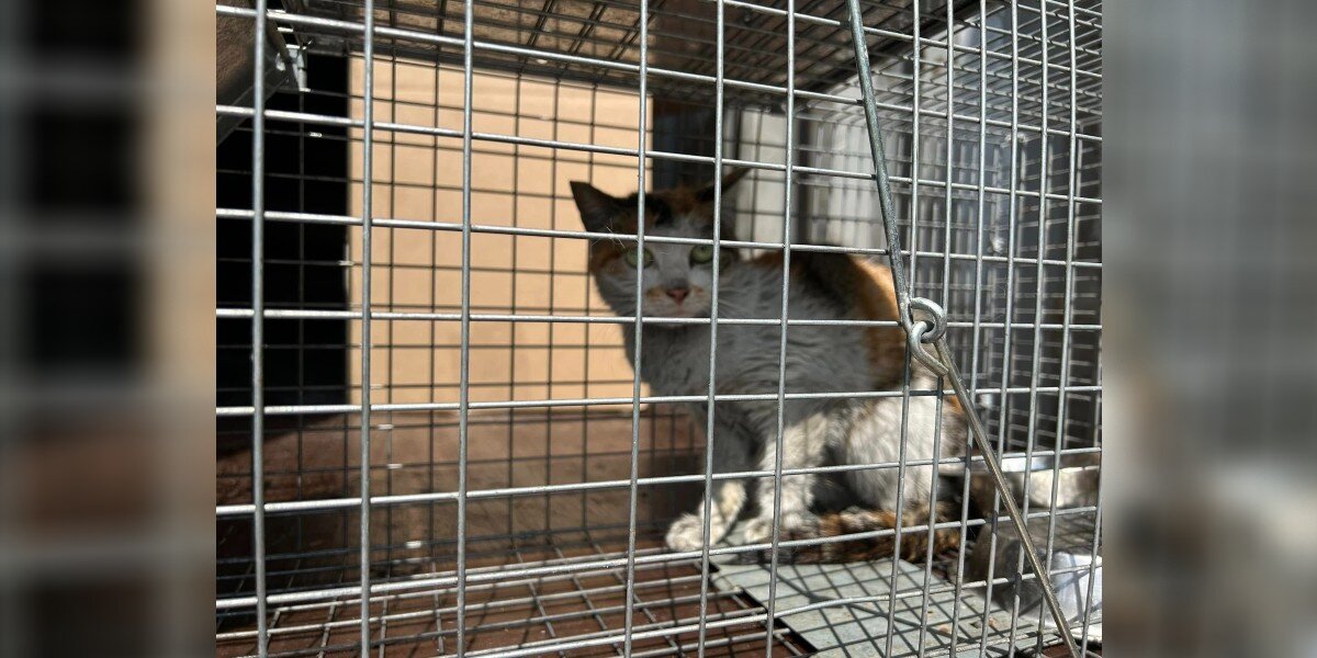 'Tiny Survivor' Startles Employees Unloading A Shipping Container From ...