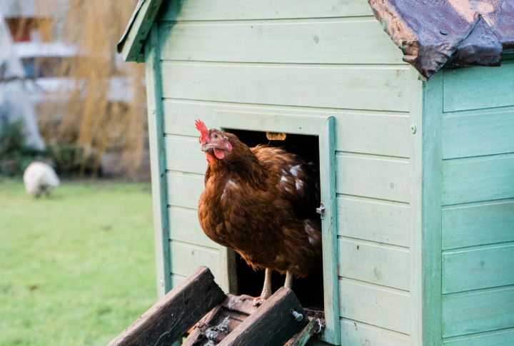 10 Things People Get Wrong When Building A Chicken Coop