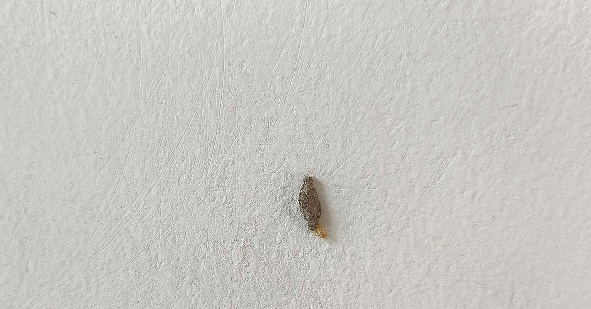 Always check the walls of your house regularly for these insects