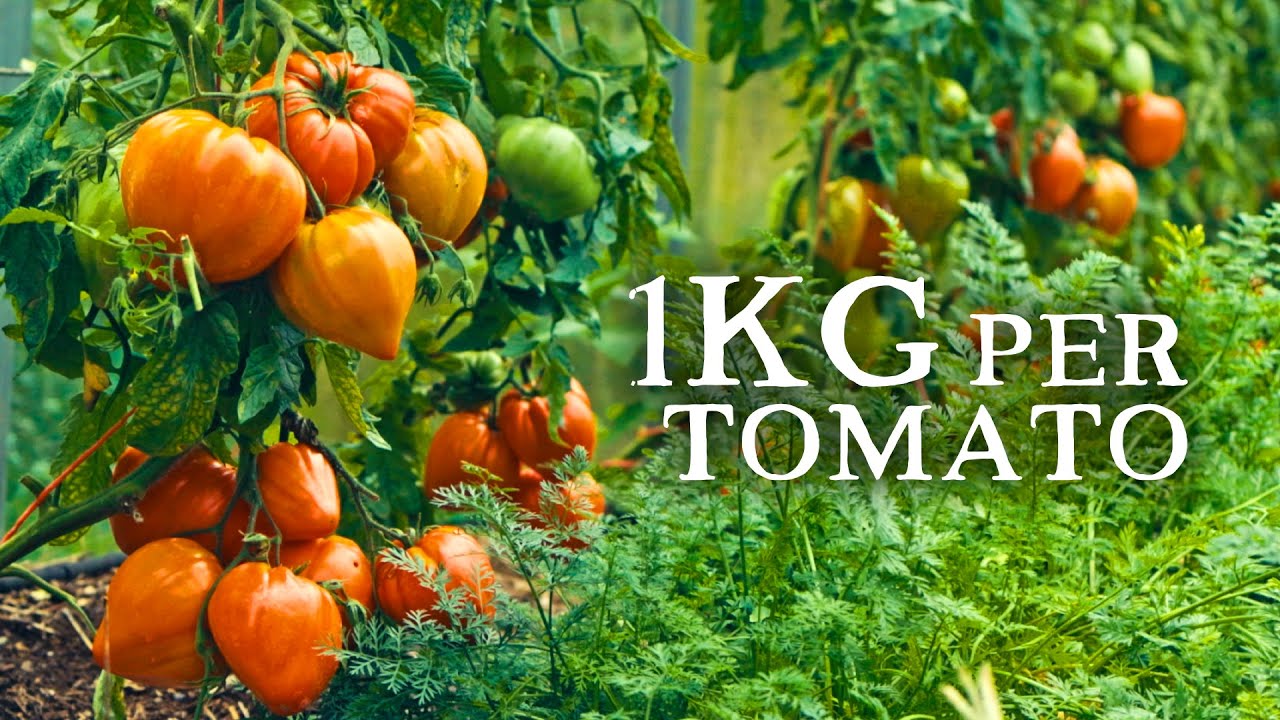 Huge Tomatoes, Amazing Compost, & Fermentation | Huw's Garden Diaries