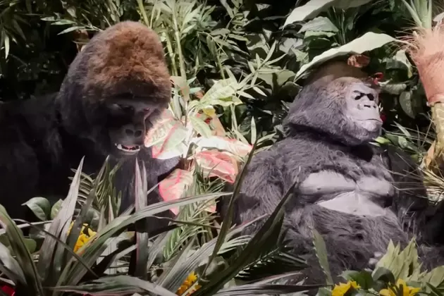 Only 16 Rainforest Cafes Remain in U.S.; Here’s How to Find Them