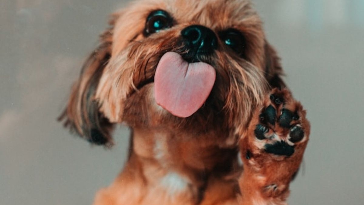 Here are 5 reasons why your dog's paws might smell like Cheetos