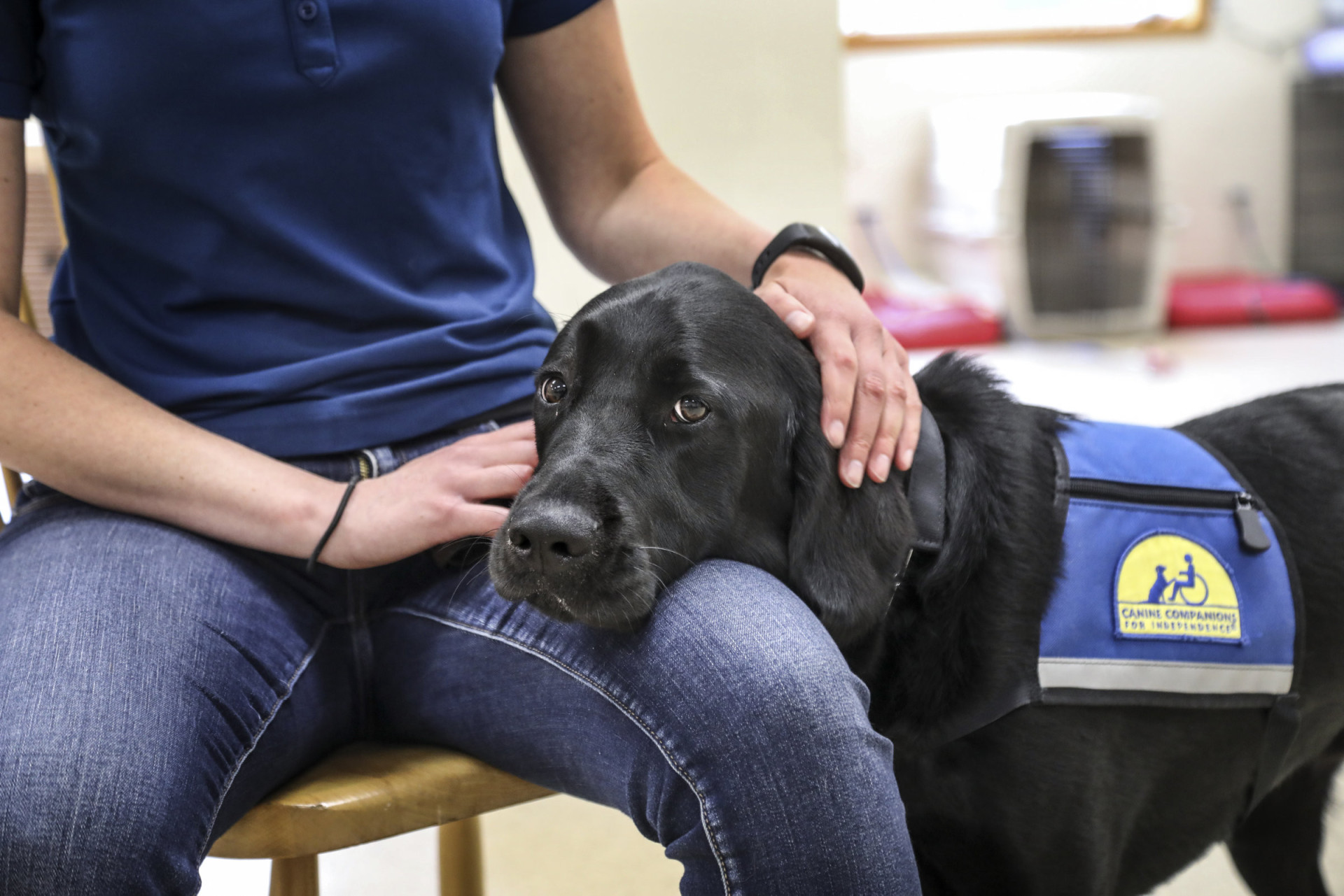 From pup to person: sicknesses dogs can pass on
