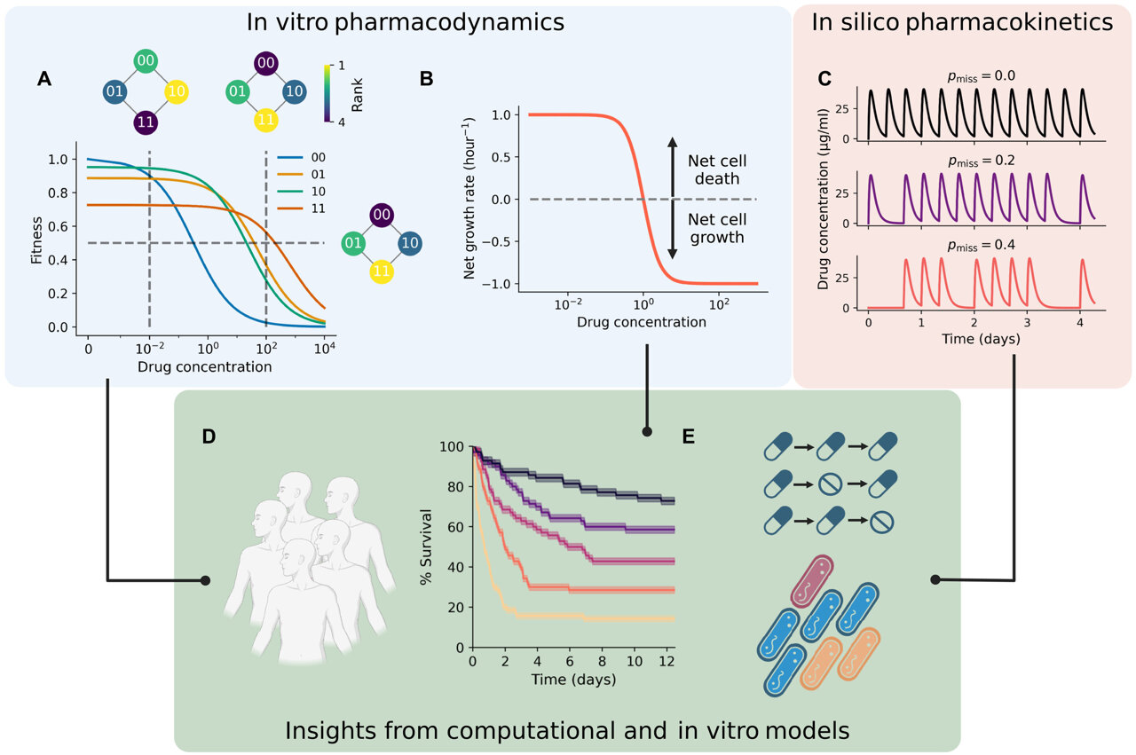 Evolutionary model for antibiotic resistance reveals dose timing ...
