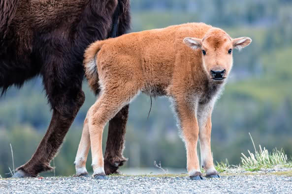 Baby animals come out to play at Yellowstone National Park – but don’t ...