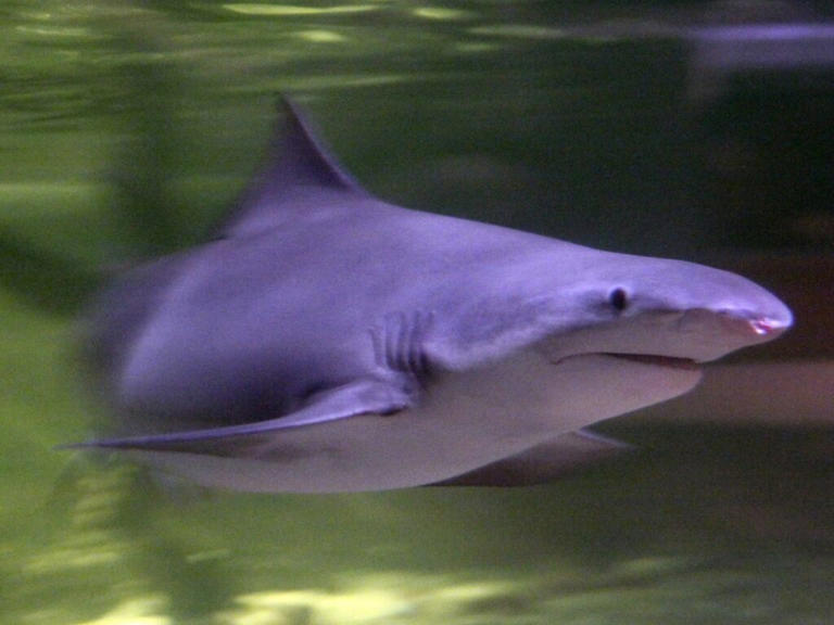 Discover 5 Freshwater Shark Species