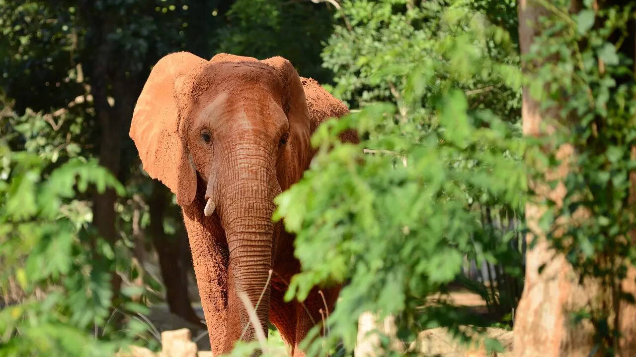 7 tallest animals in the world and why their height matters