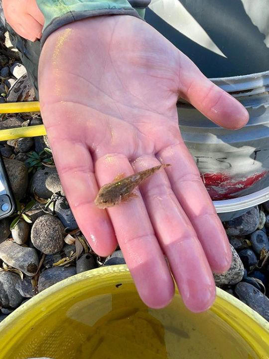 CPW sees encouraging signs of aquatic wildlife in CRCC