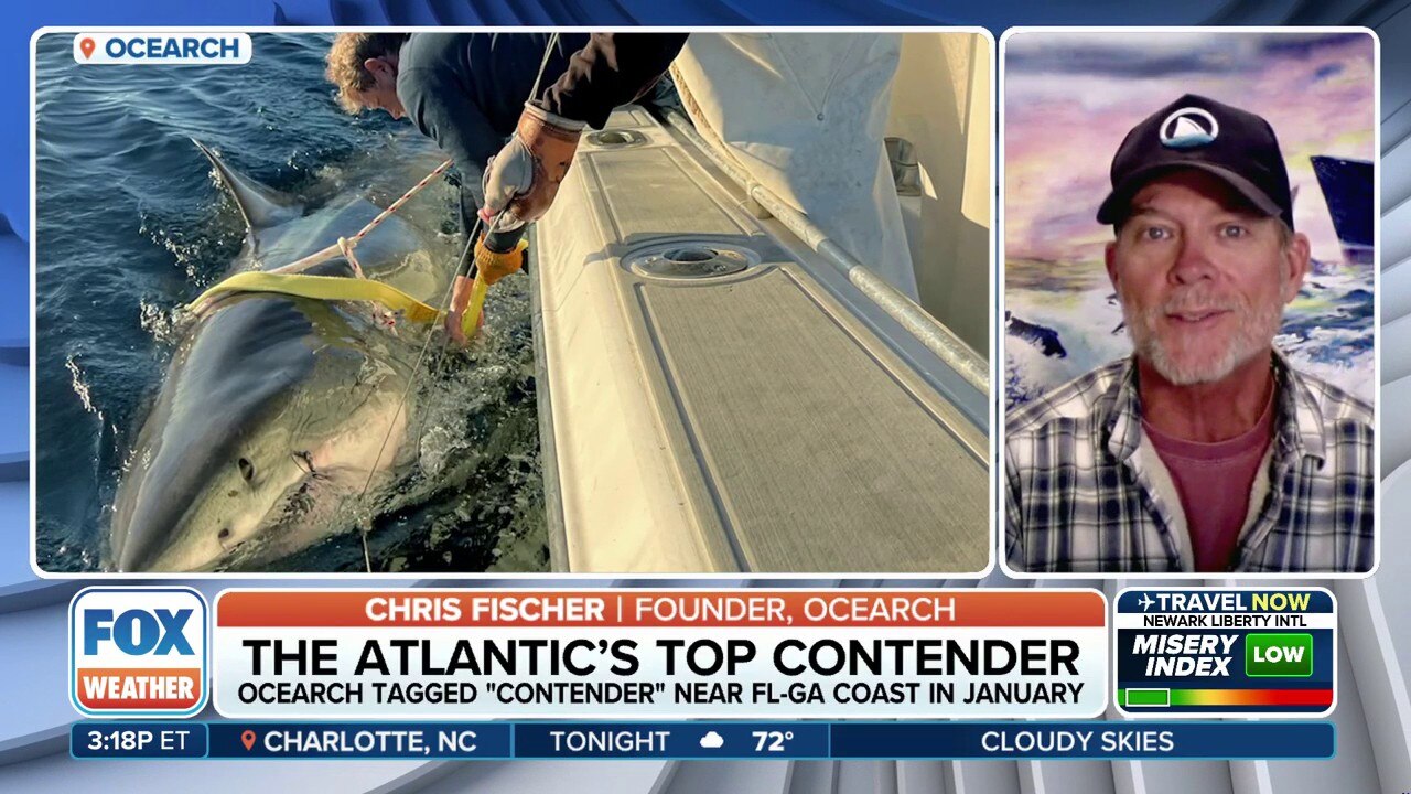 Top 'Contender': nonprofit OCEARCH tags largest great white shark on ...