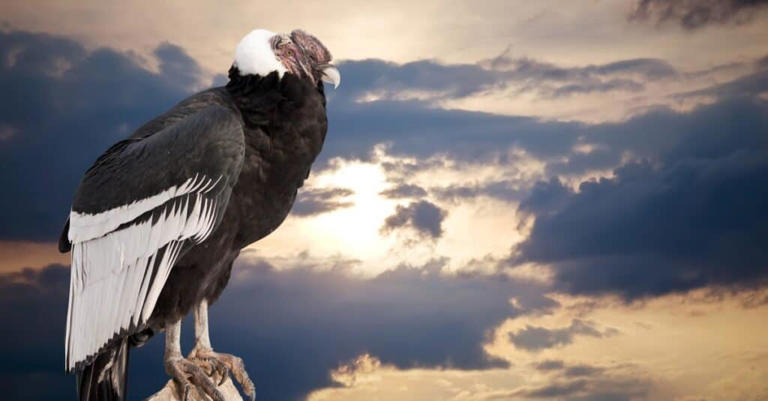 From Andean Condors to Kori Bustards: Discovering Nature’s Big Birds
