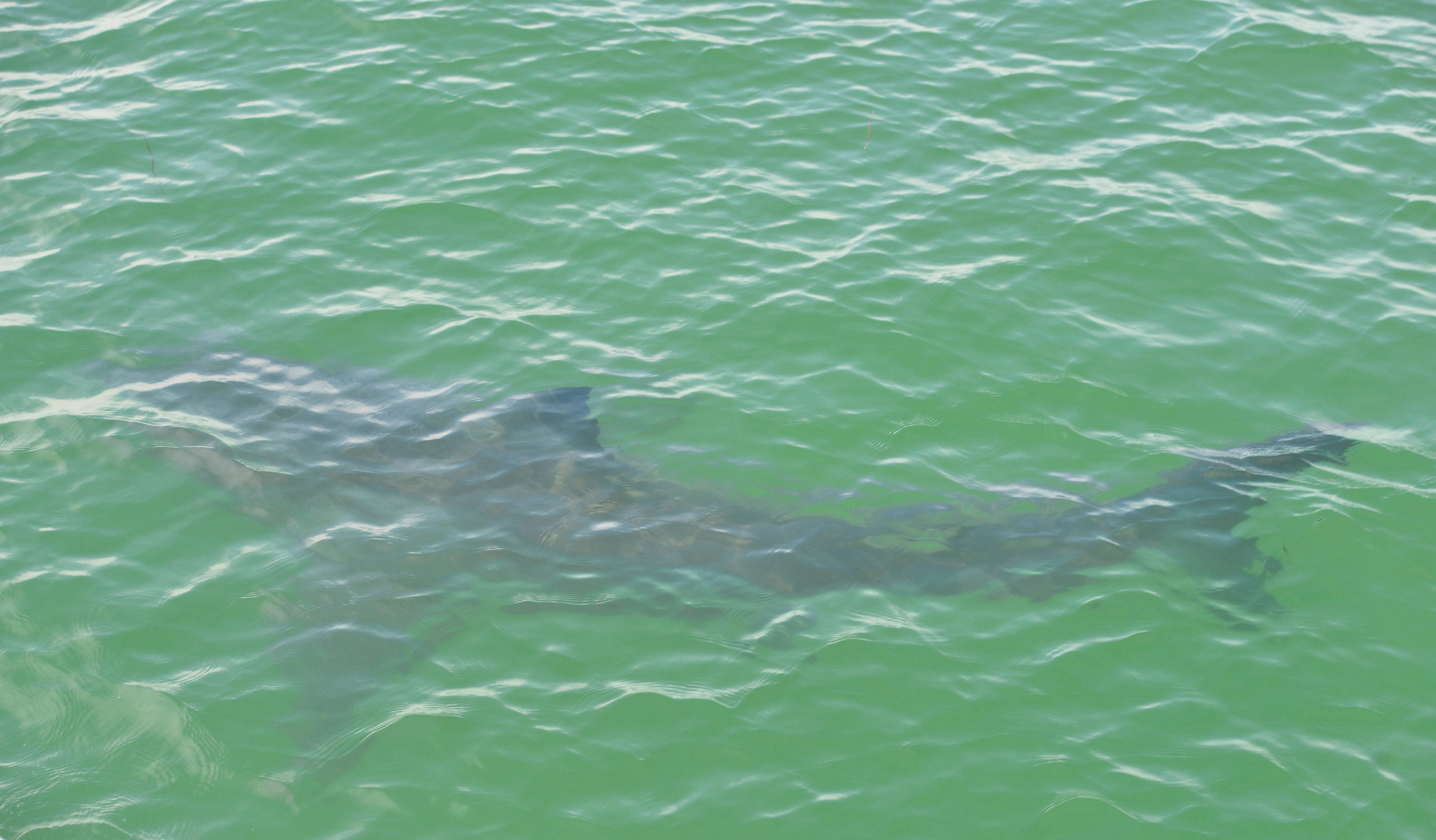 Shark attacks surfer in Florida, victim taken to hospital