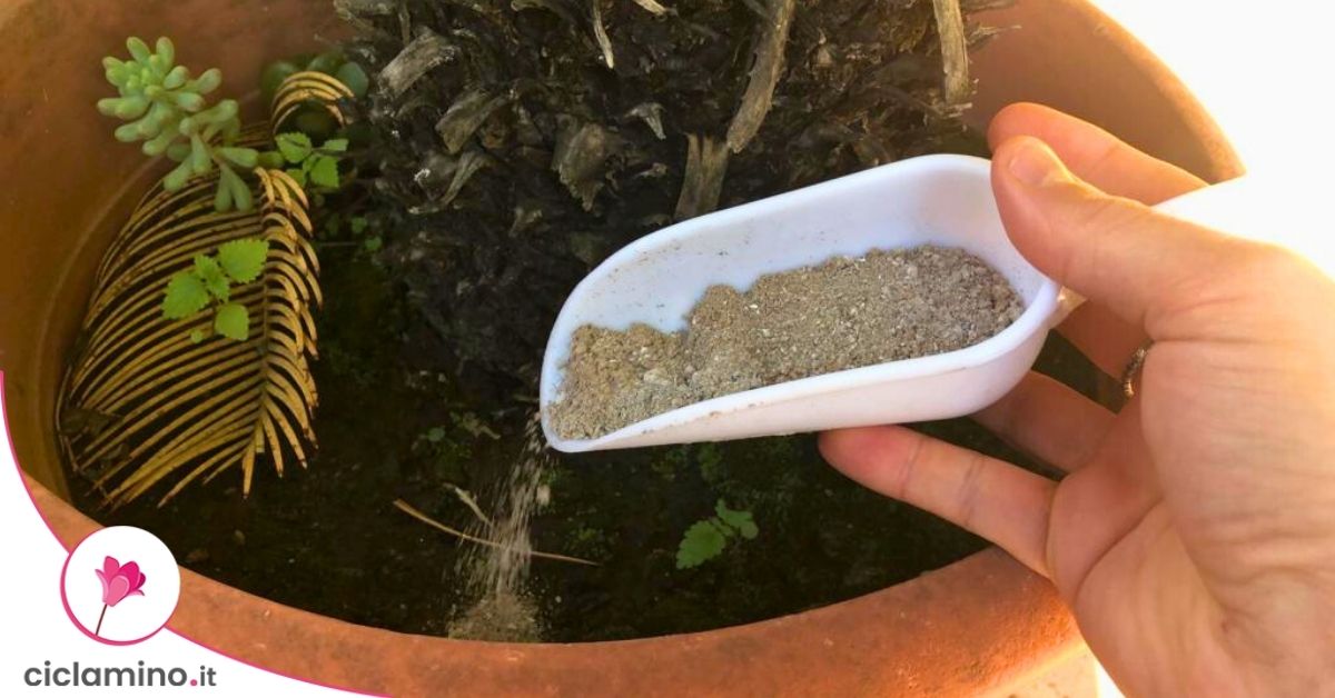 Concime fai-da-te liquido o solido? Come scegliere quello giusto per le ...