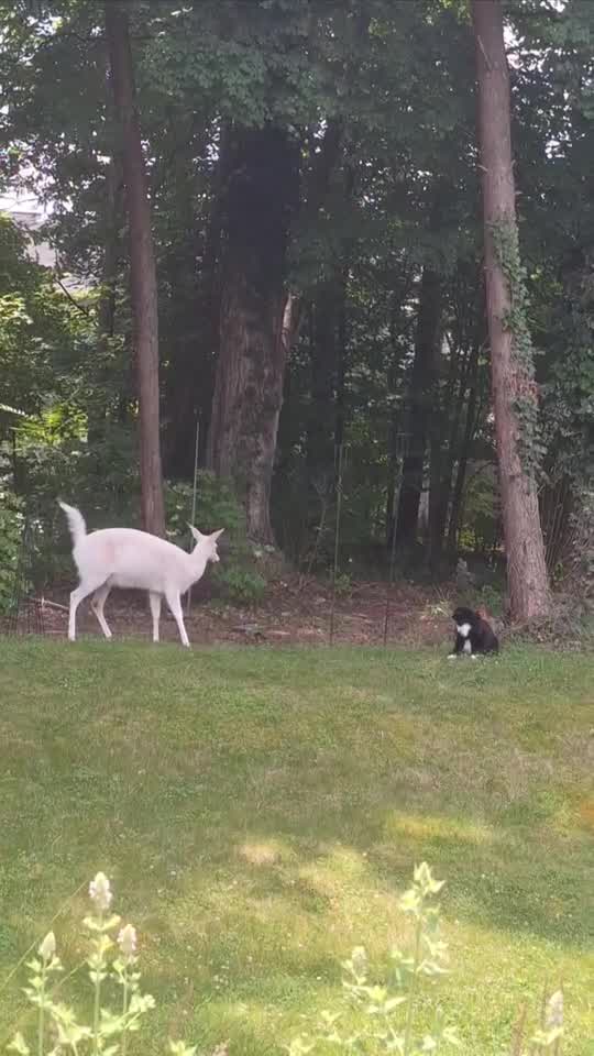 VIDEO: White deer spotted in Jamestown