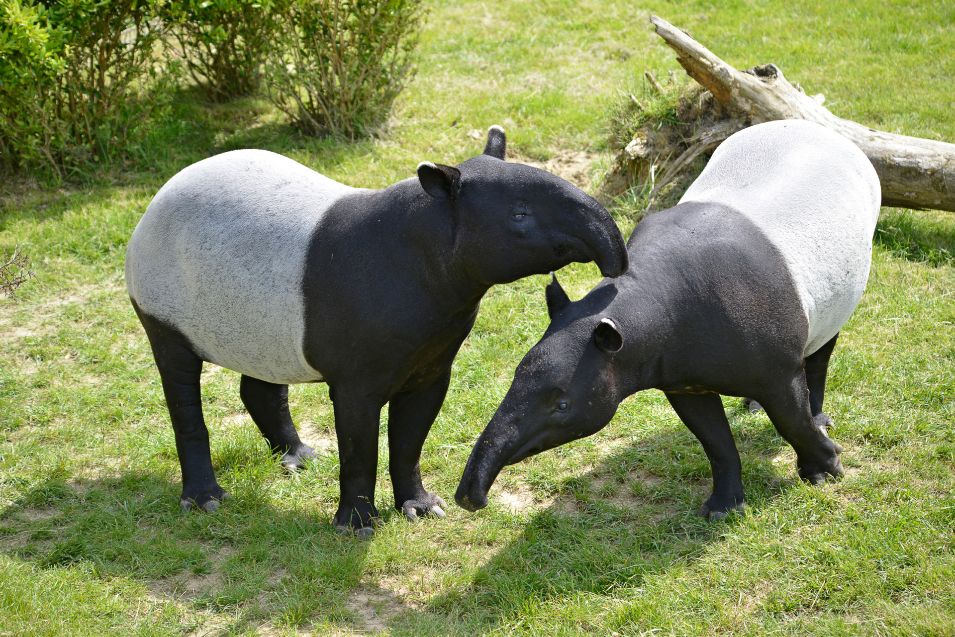 Anecdotes sur les tapirs : des faits amusants et fascinants sur ces ...