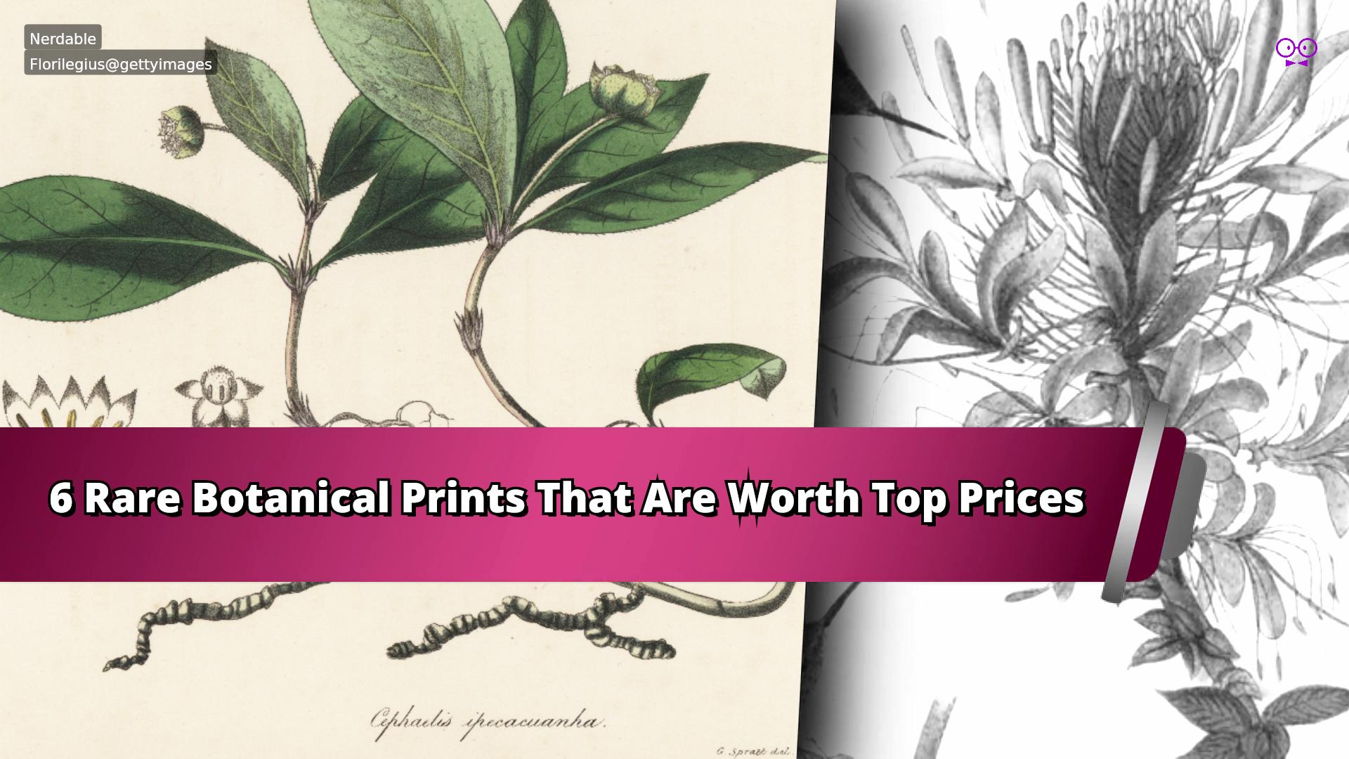 6 Rare Botanical Prints That Are Worth Top Prices