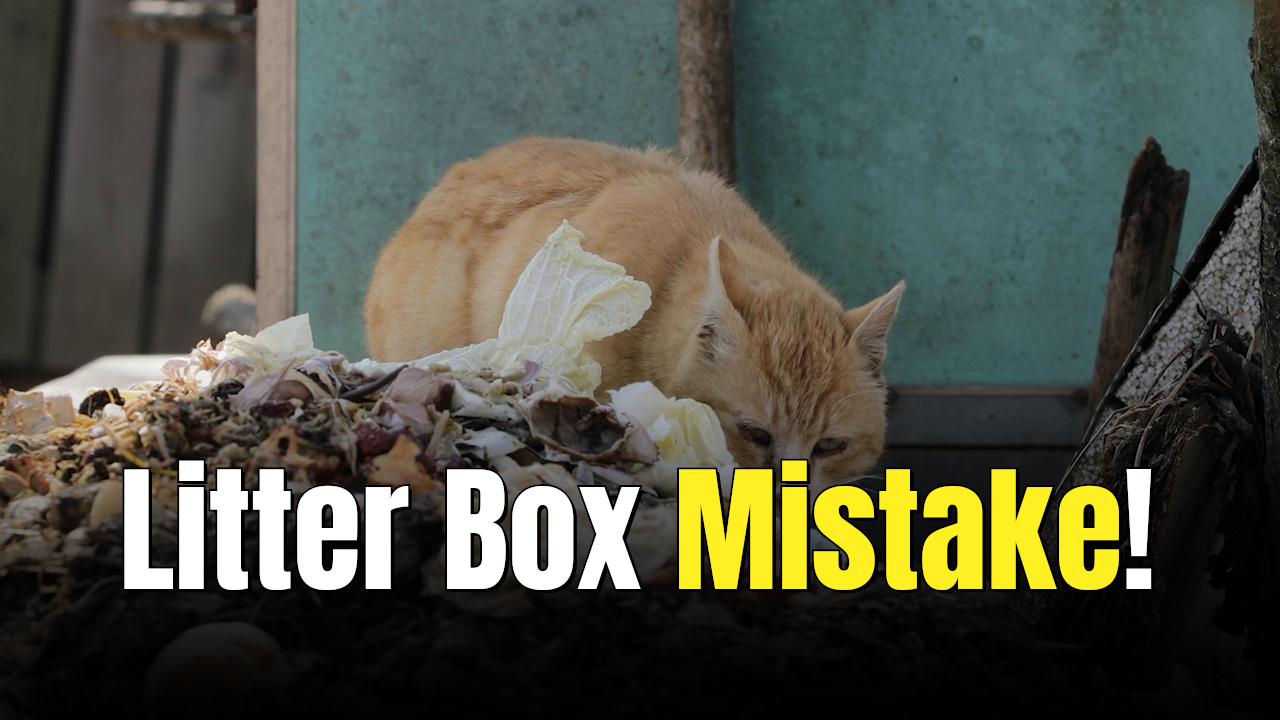 5 Things That Make Indoor Living Easier for Feral Cats