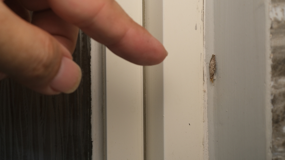 Always check the walls of your house regularly for these insects