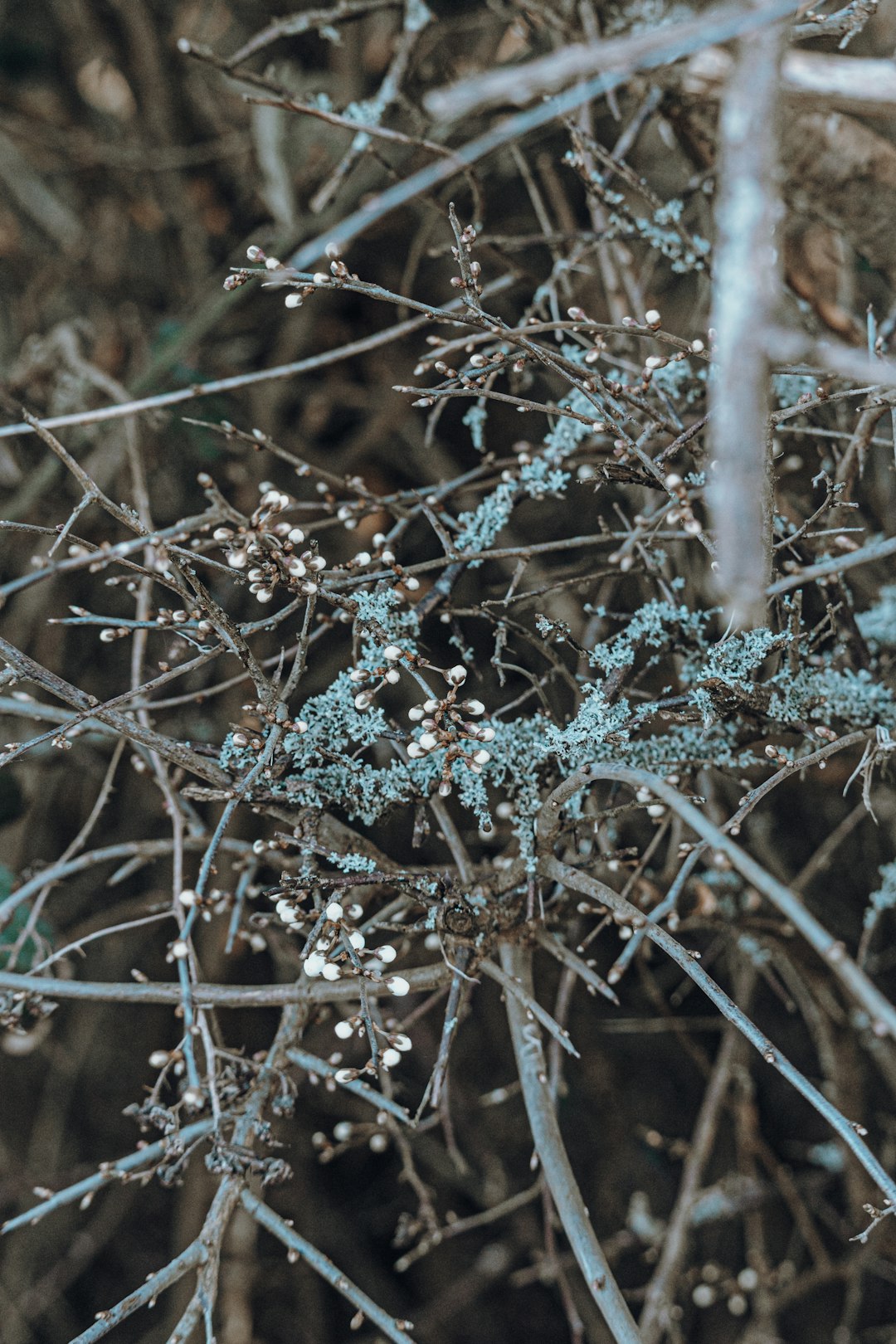 Can Trees Really Talk? The Science Says Yes