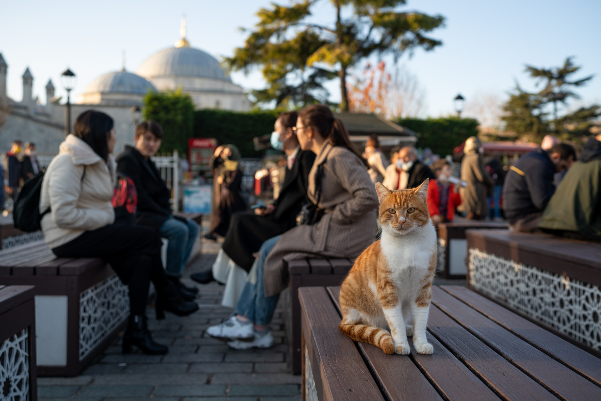 Countries with the largest cat populations