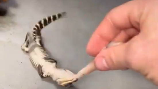 Baby alligator performs classic death roll in viral video: 'Instincts ...