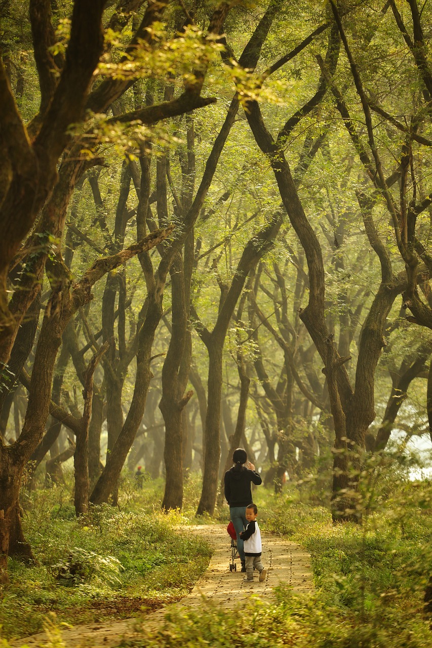 Can Trees Really Talk? The Science Says Yes