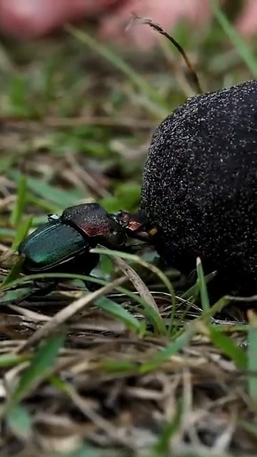 The world’s strongest beetle 🪲