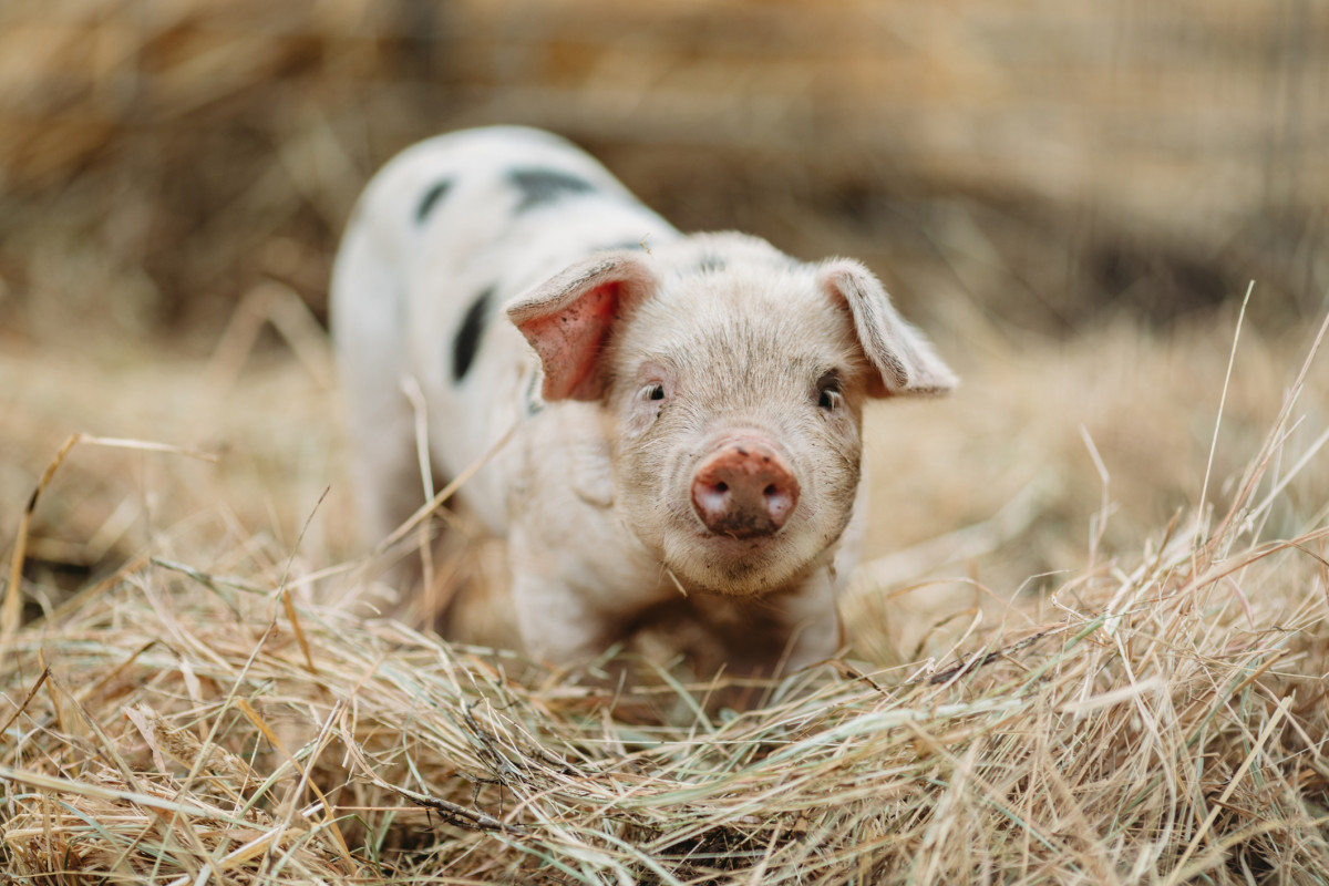 250+ Pet Pig Names (From Albert to Wally)