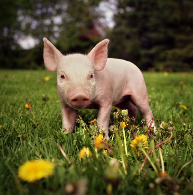 Tiny Baby Pig Wearing a Cowboy Hat Is Totally Breaking the Internet