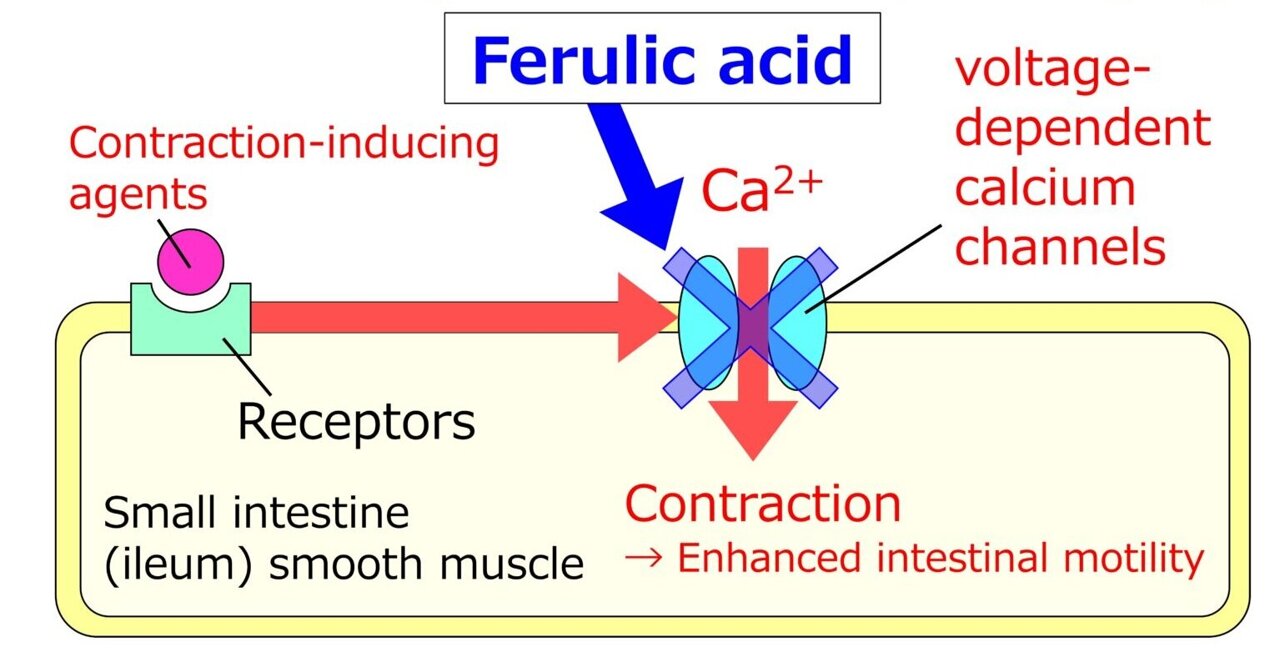 Compound found in rice bran can suppress intestinal contractions by ...