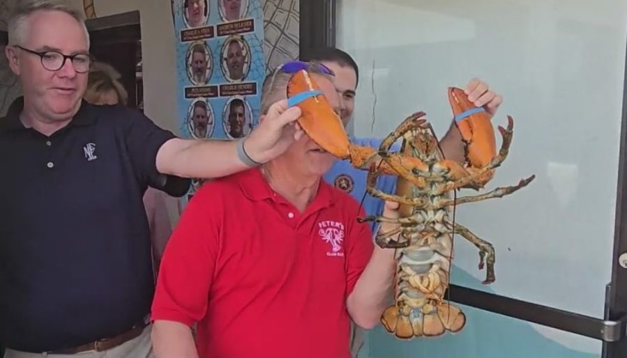 Lorenzo, the 110-year-old giant lobster, gets a second chance at freedom