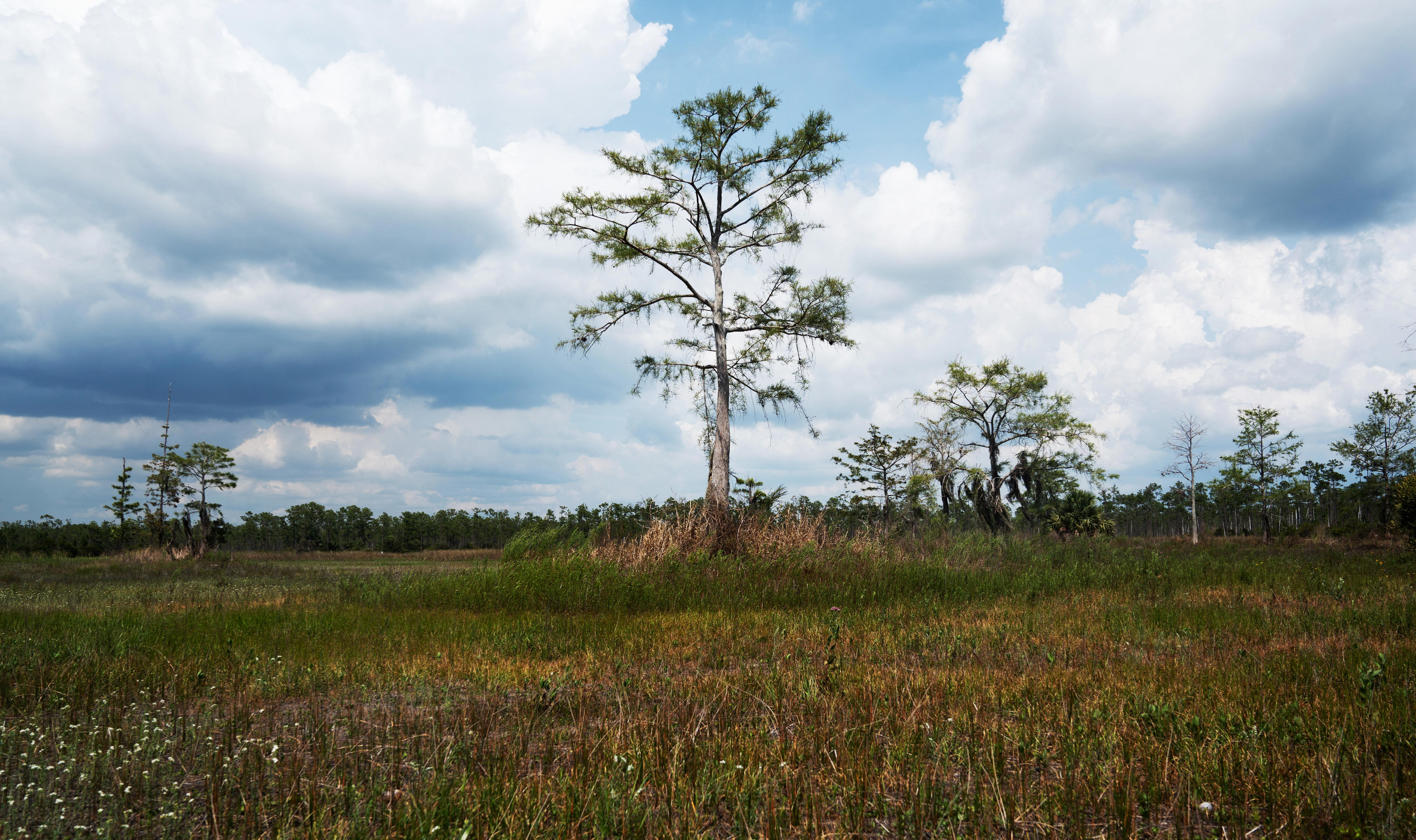 Hurricane season 2025: How to prepare your trees and yard before a ...