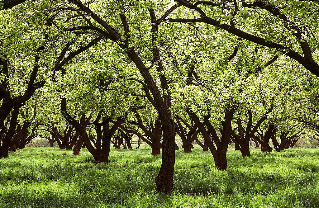 The National Park That Preserves a Mormon Pioneer Orchard From 1880s Utah