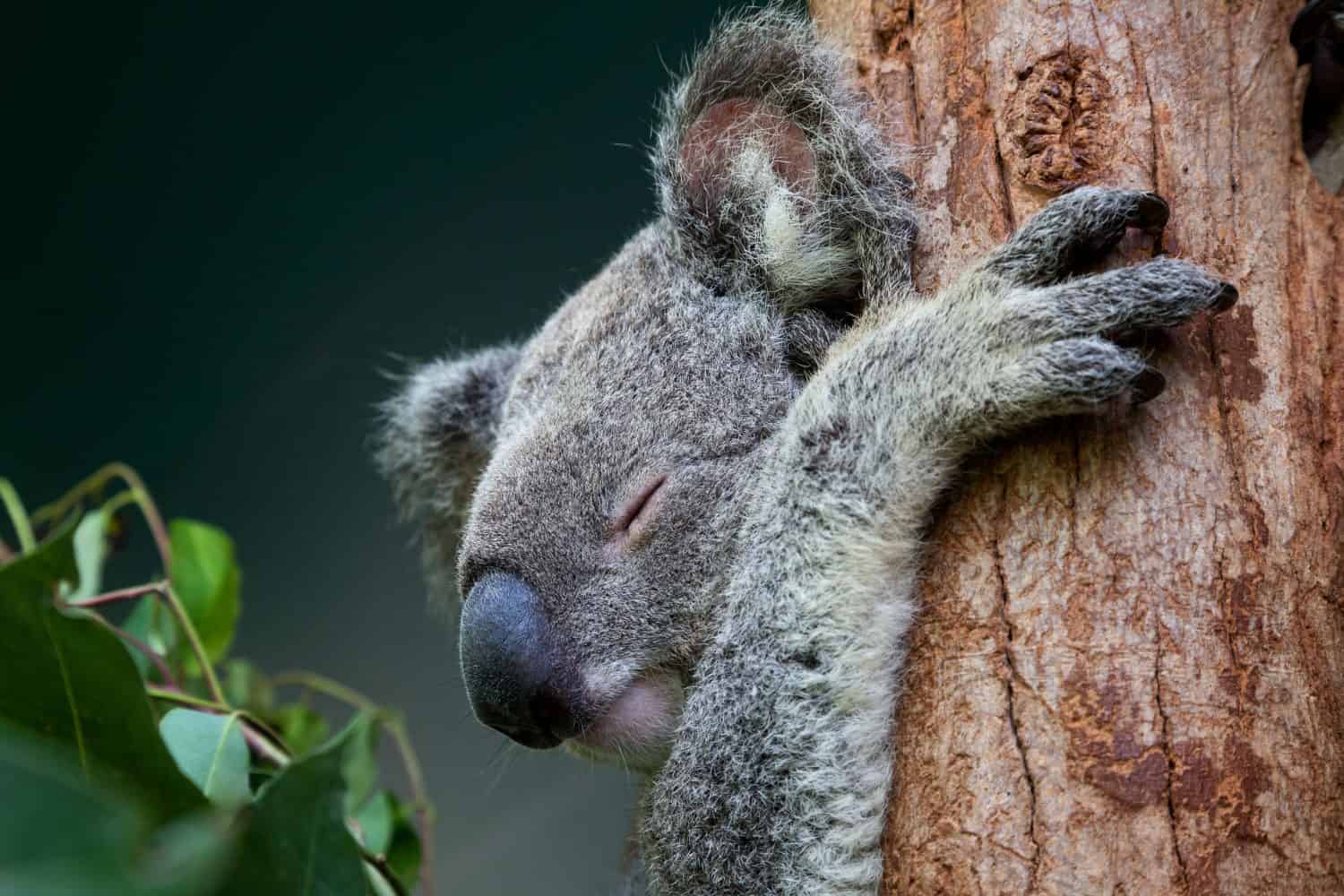 Uncovering the Secrets of Koalas: Facts You’ve Likely Never Heard