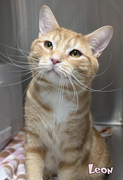 Handsome tabby cat found in parking lot seeks loving home