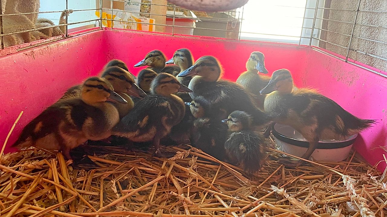 Dozen ducklings released into wild after being rescued by truck drivers
