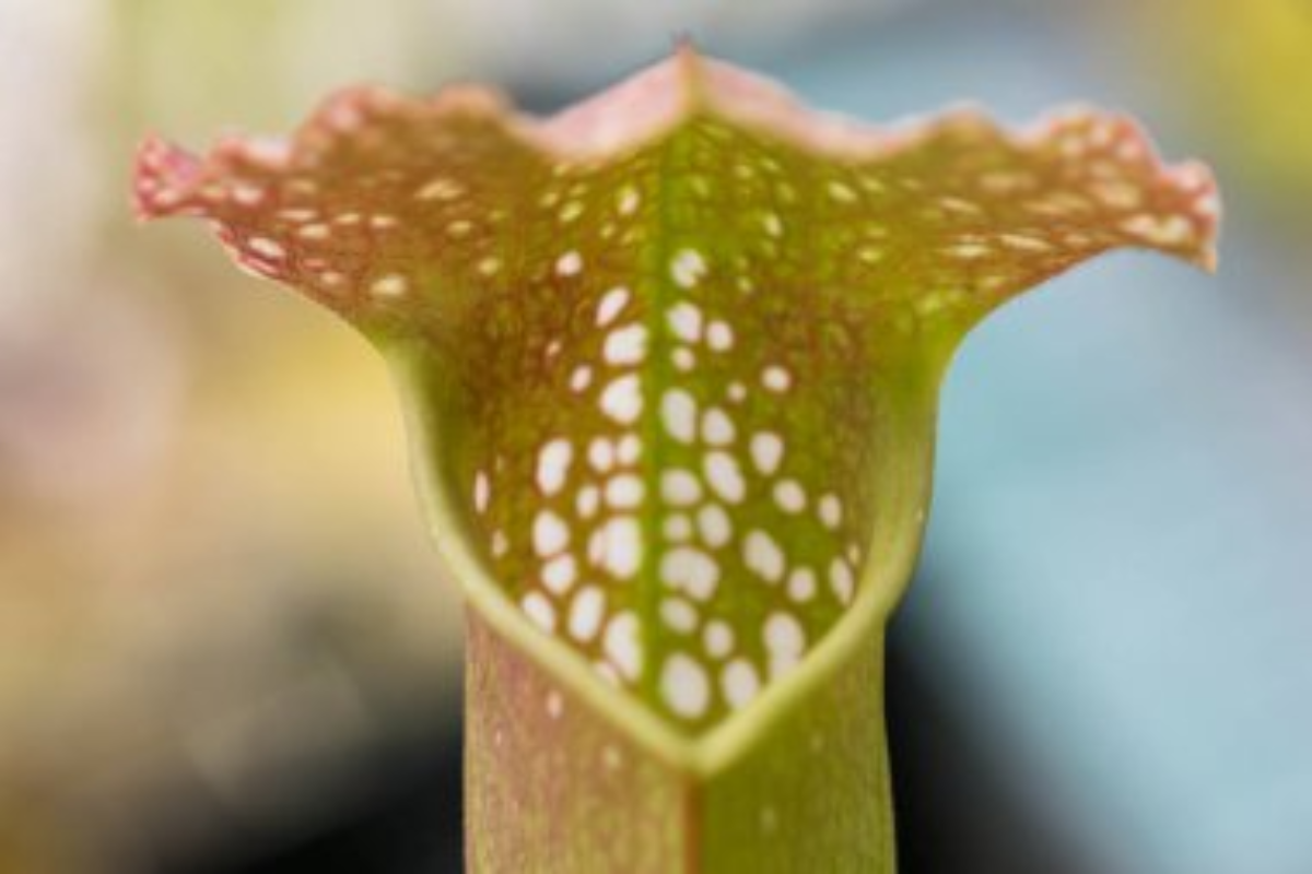 18 Plants That Actively Hunt Their Prey