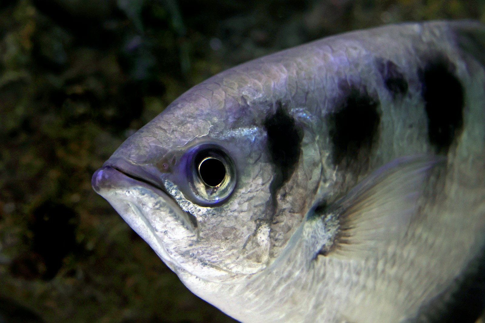 Lethal accuracy: the archerfish’s remarkable water-jet hunt