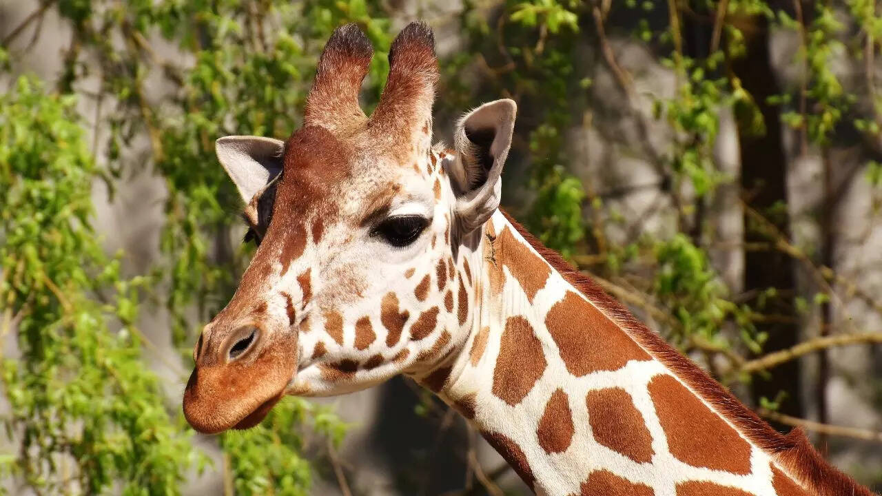7 tallest animals in the world and why their height matters