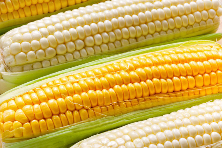 Yellow Corn vs. White Corn: A Corn Farmer from Iowa Explains the Difference